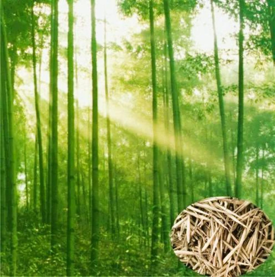50+ Bamboo Seeds Pack, Perennial Evergreen Plant, Edible Shoots - Etsy