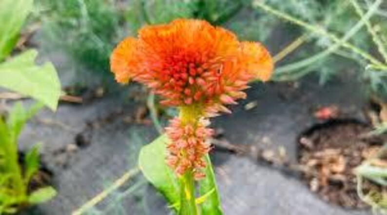 Cristata Celosia Seeds: Vibrant Mixed Colors, Non-gmo Garden Seeds - Etsy