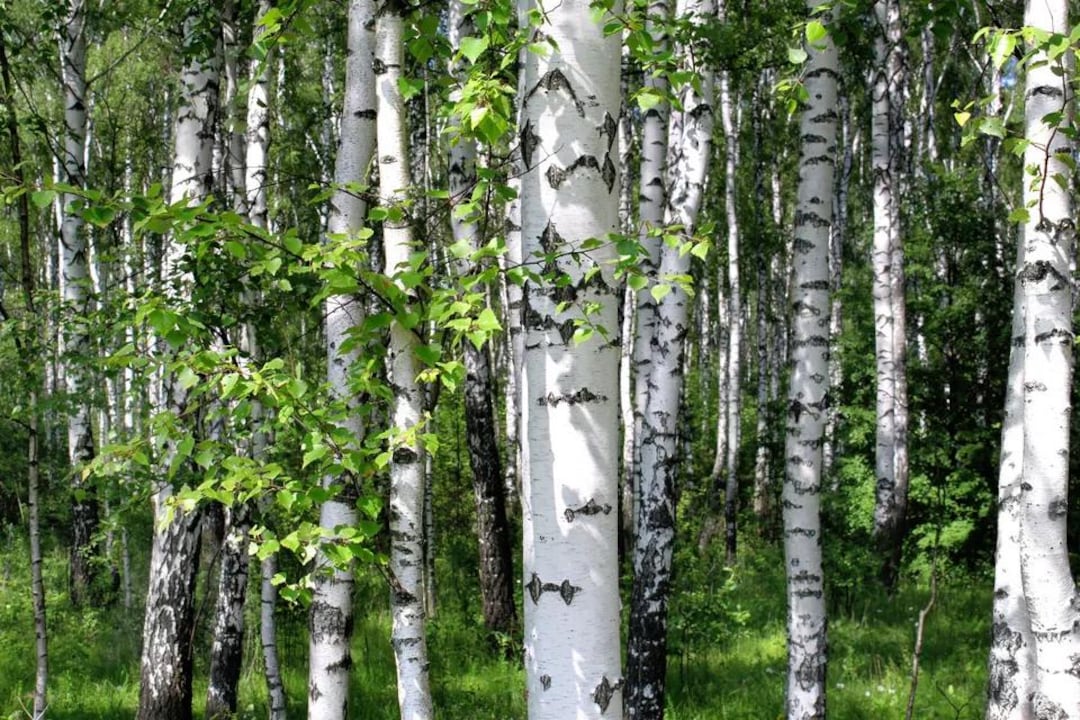 White Paper Birch Tree Seeds: Fast-growing Ornamental Tree - Etsy