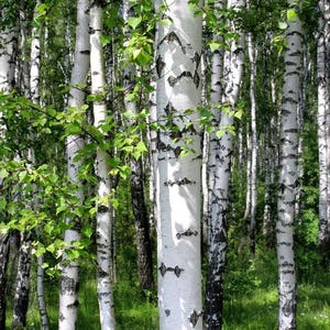 White Paper Birch Tree Seeds: Fast-growing Ornamental Tree - Etsy
