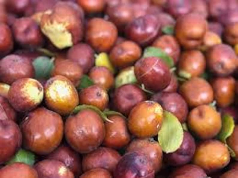 Empress Gee Jujube Tree Seeds: Fast Growing Superfruit Plant - Etsy