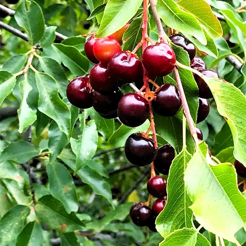 Black Cherry Tree Seeds Prunus Serotina Fast Growing Fall Flower Plant ...
