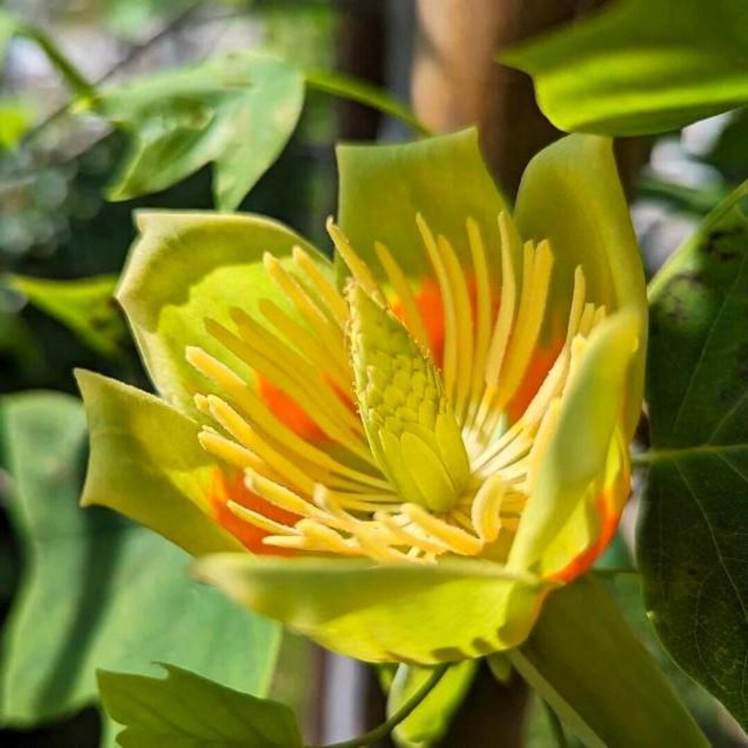 Tulip Poplar Tree Seeds 50+ | Hardy Fast Growing Shade Tree | Spring ...
