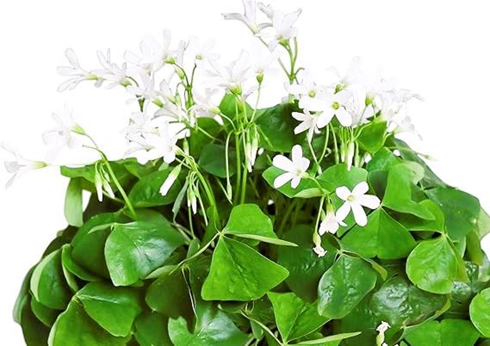 20 Lucky Shamrock Plant Bulbs: Oxalis Regnellii, White Flowers - Etsy