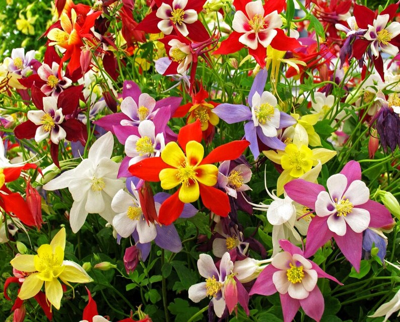 Columbine Mckana's GIANT MIX Seeds: Perennial Flower Garden - Etsy