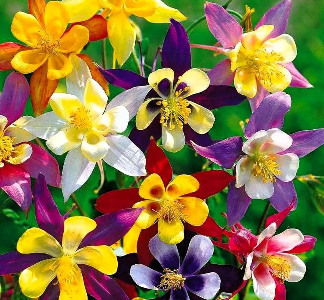 Columbine Mckana's GIANT MIX Seeds: Perennial Flower Garden - Etsy