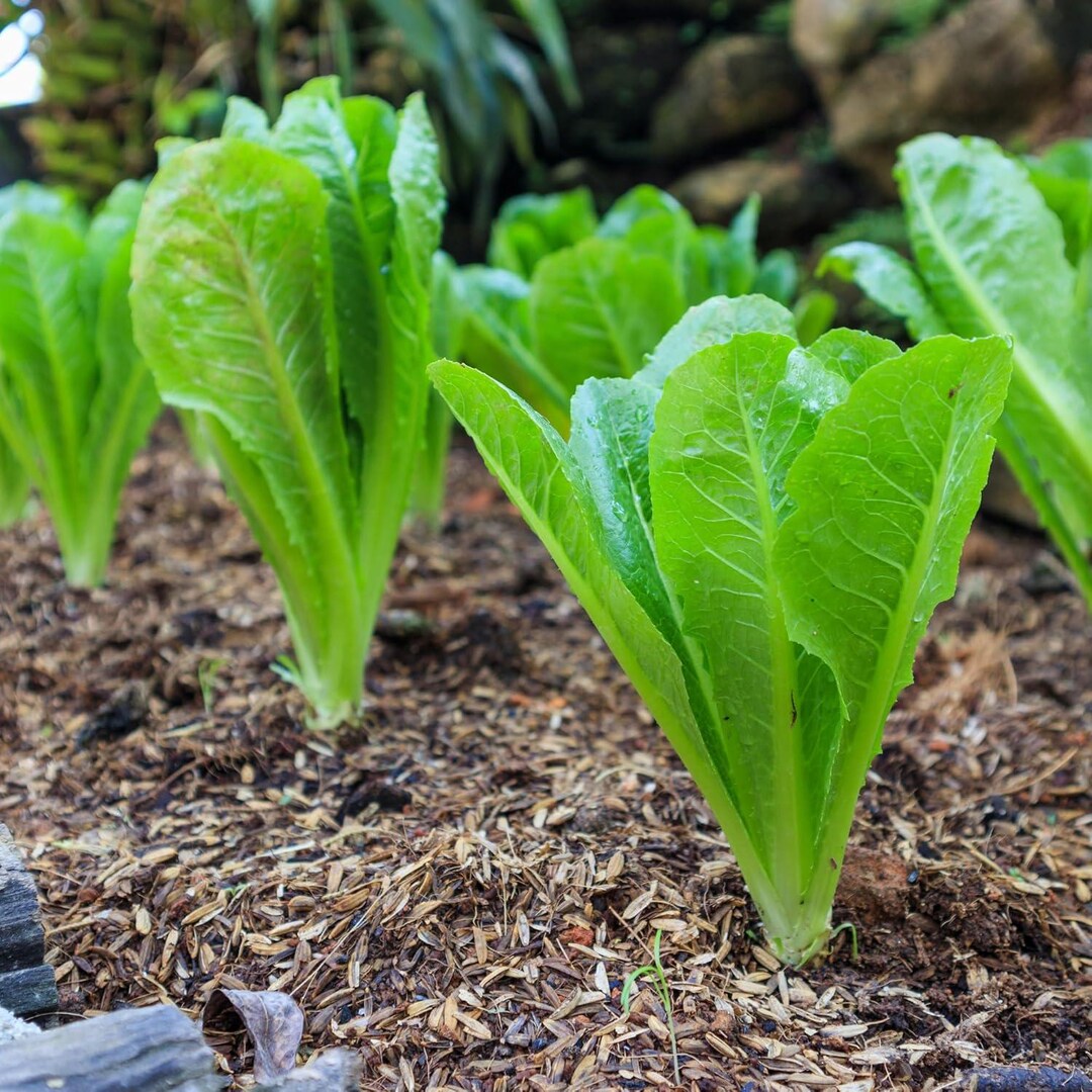 Caesar Salad Seeds, Red Romaine Lettuce, NON-GMO Seeds, Home Gardening ...