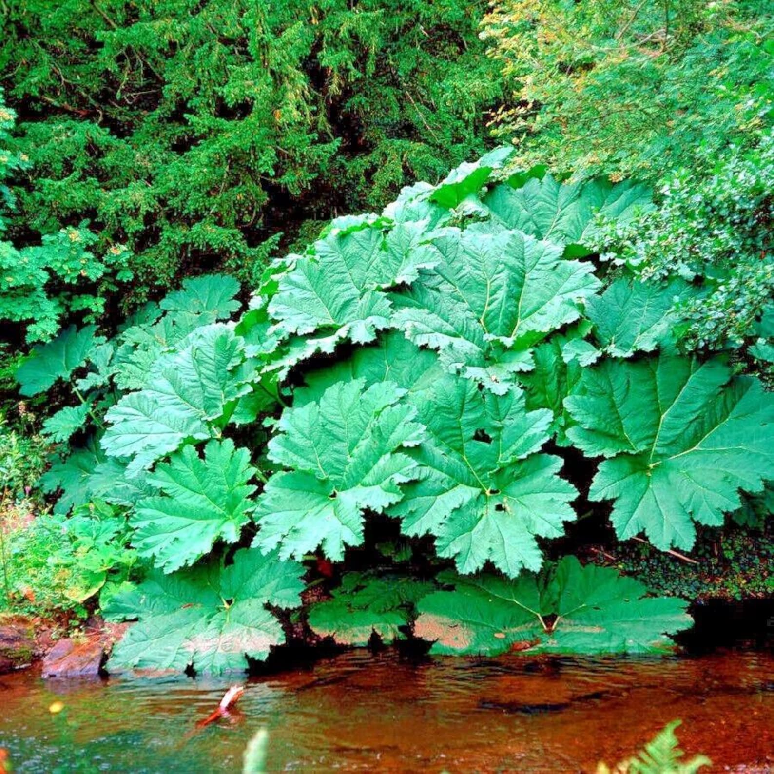 25 Gunnera Manicata Seeds "dinosaur Food" Exotic Flower Plant, Giant ...