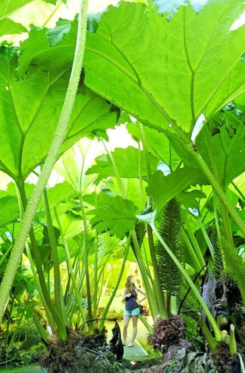 25 Gunnera Manicata Seeds "dinosaur Food" Exotic Flower Plant, Giant ...