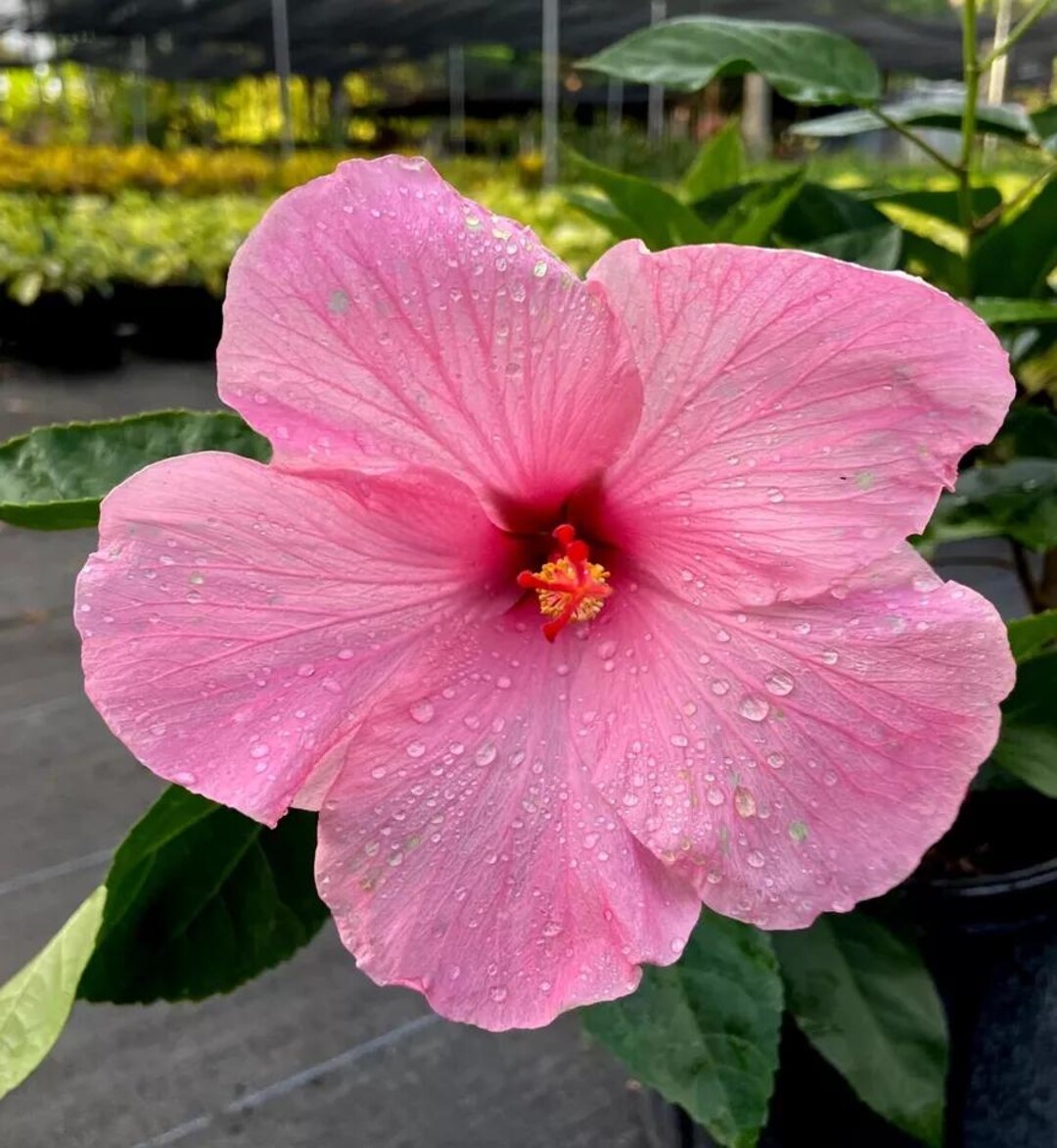 20 Pink Swamp Mallow Rose Seeds, Large Flower Hibiscus Plant, Fast ...