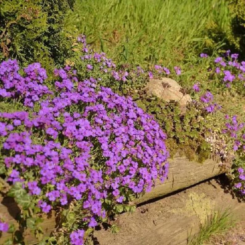 500+ Whitewell Gem Aubrieta Rock Cress Seeds, Groundcover Perennial Non ...