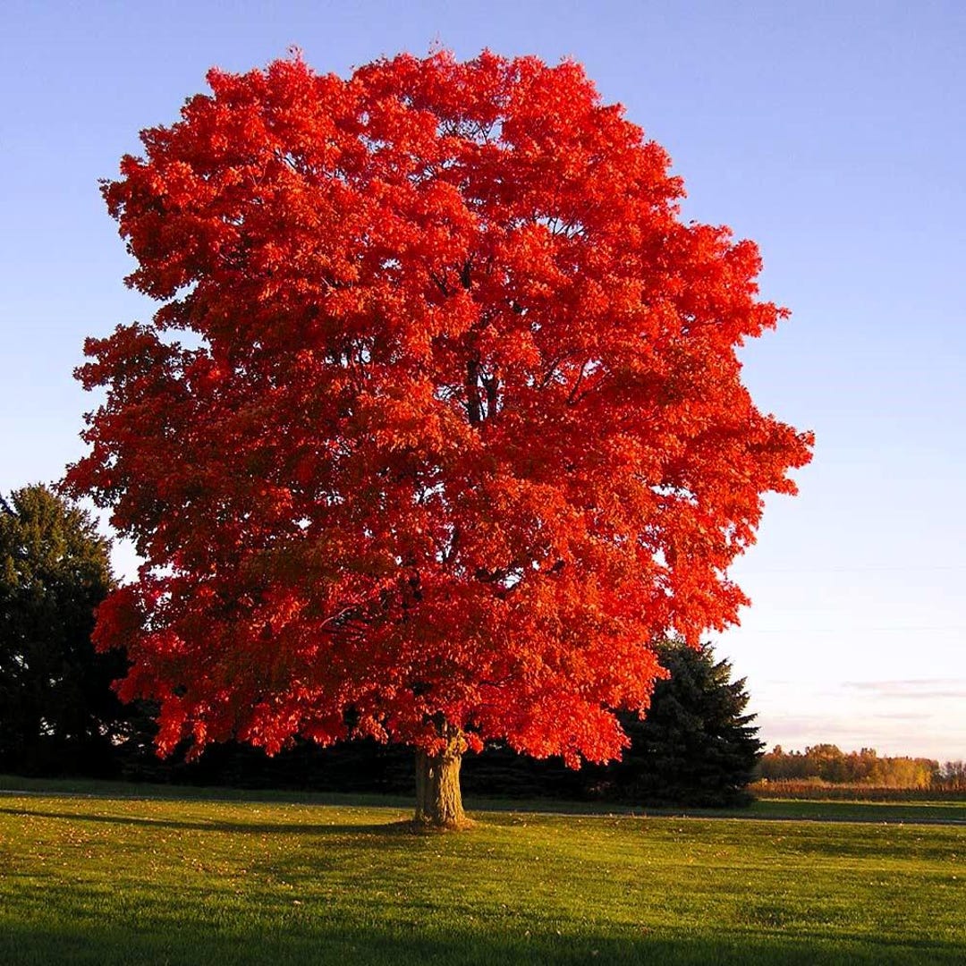 Acer Rubrum Seeds, Red Maple Seeds 30+, Tree Planting Seeds, Gardening ...