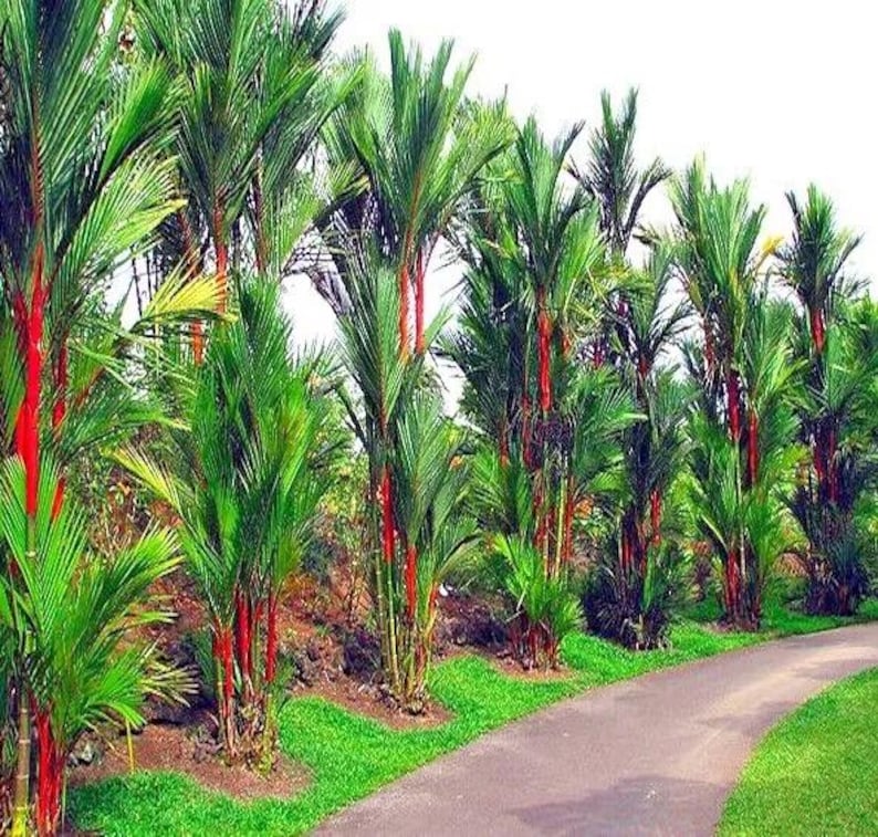 Red Sealing Wax Palm Tree Seeds: Exotic Tropical Plant DIY Kit - Etsy