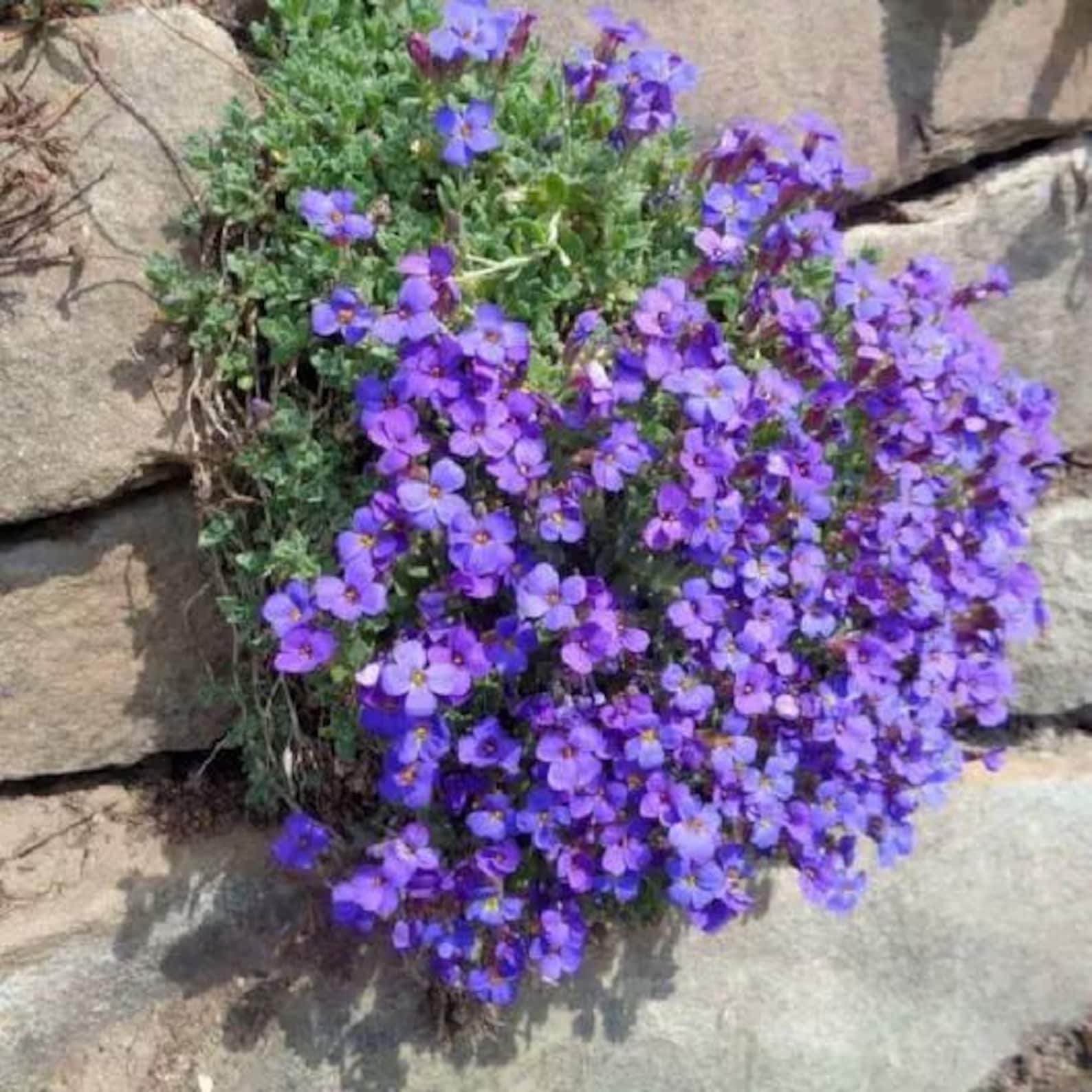 500+ Whitewell Gem Aubrieta Rock Cress Seeds, Groundcover Perennial Non ...