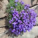 500+ Whitewell Gem Aubrieta Rock Cress Seeds, Groundcover Perennial Non ...