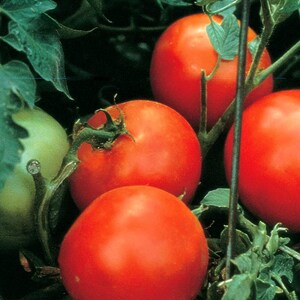 Organic Rosso Sicilian Tomato Seeds, Heirloom Variety, Non-gmo ...