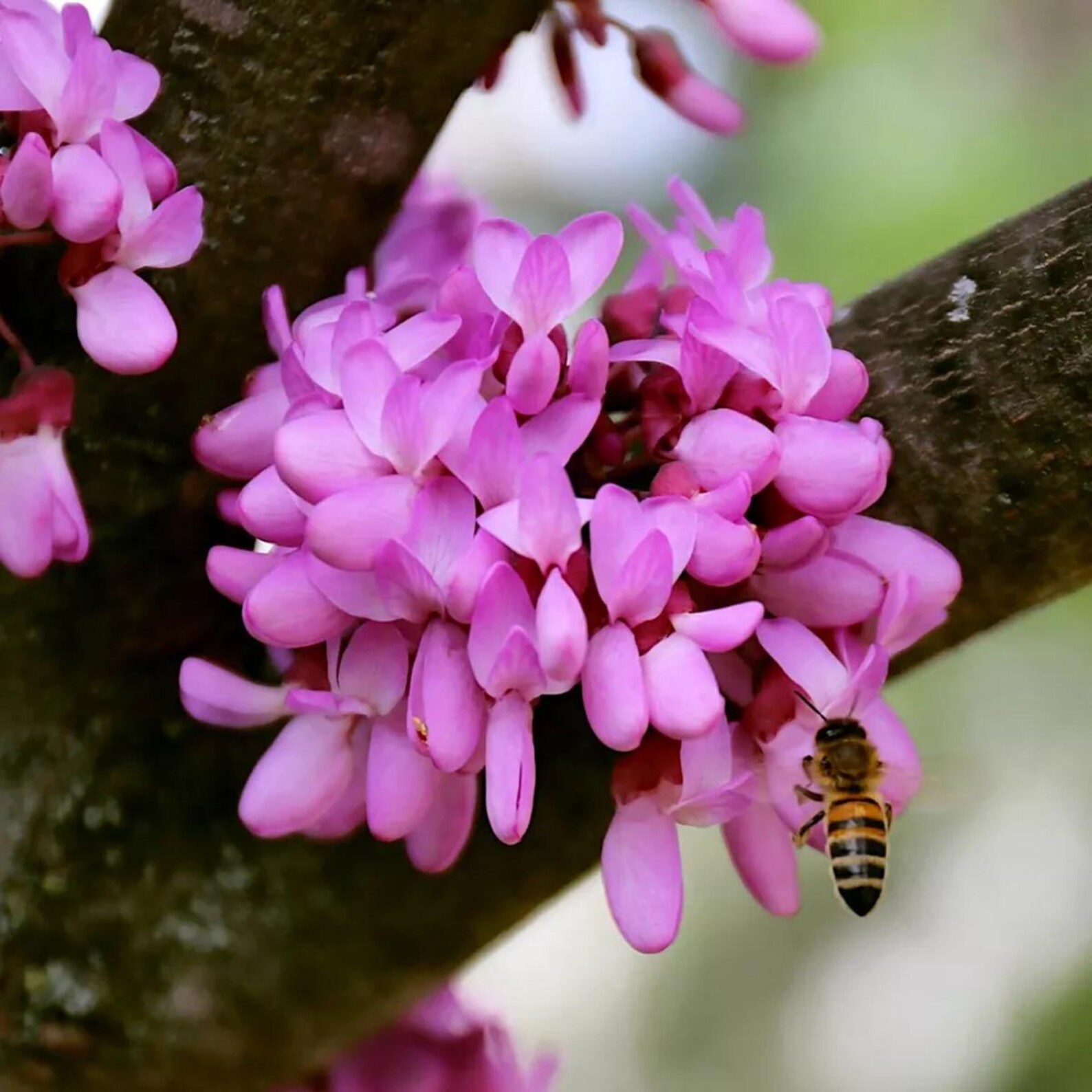 20+ Cercis Siliquastrum Judas Tree Seeds Mediterranean Redbud Flower ...