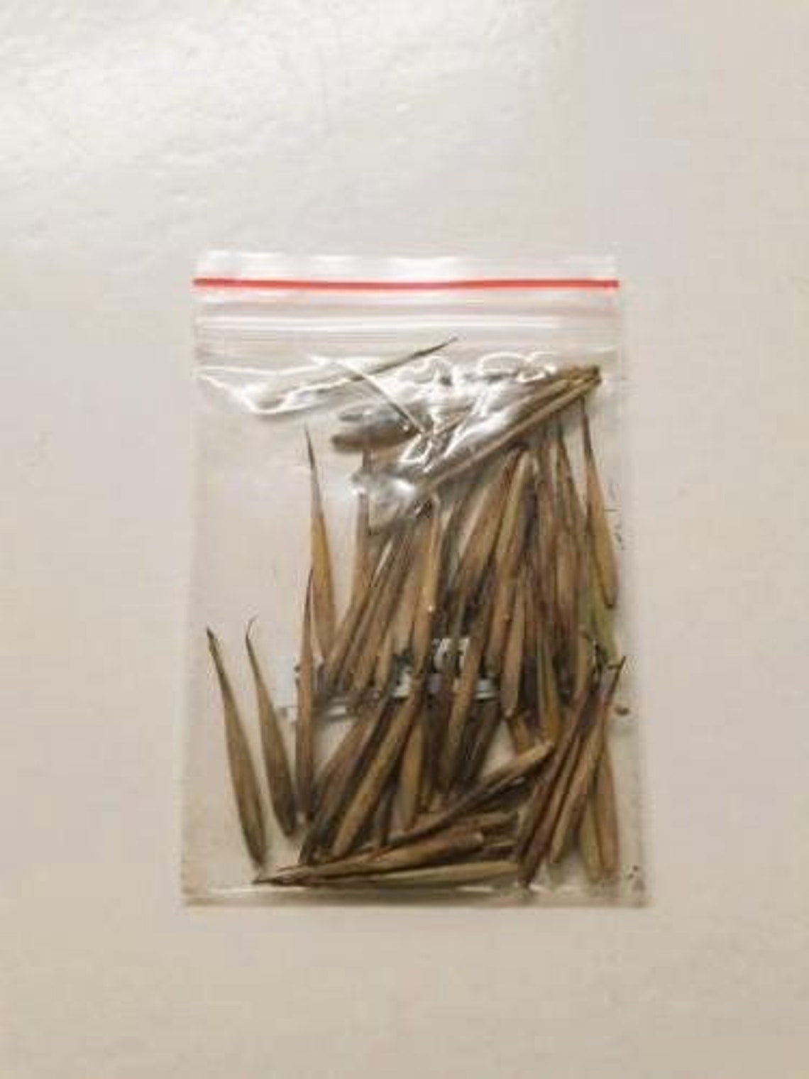50+ Bamboo Seeds Pack, Perennial Evergreen Plant, Edible Shoots - Etsy