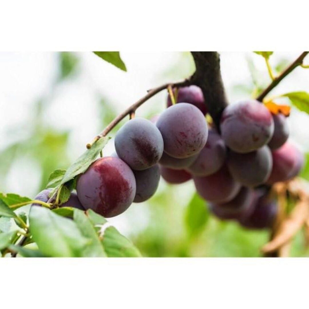 10 Coastal Beach Plum Seeds | Prunus Maritima Hardy Fruit Tree Seeds - Etsy