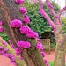 20+ Cercis Siliquastrum Judas Tree Seeds Mediterranean Redbud Flower Plant Seeds - Etsy