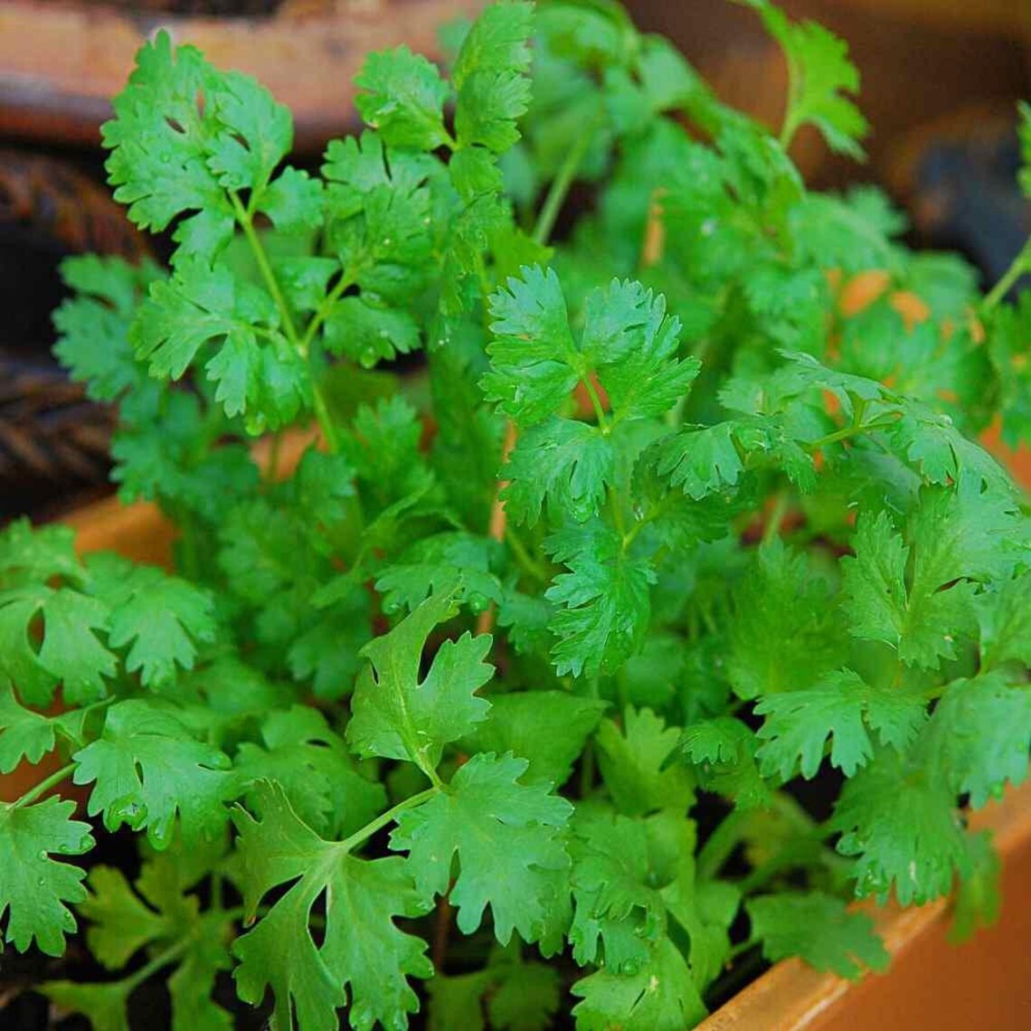 Cilantro Seeds for Kitchen Garden, Non-gmo Herb Seeds, Vegetable Seed ...