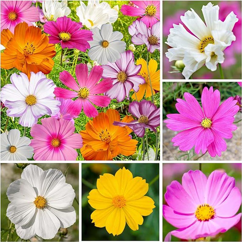 Cosmos Sensation Mix Flower Seeds: DIY Botanical Project - Etsy
