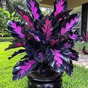Purple Tip Calathea Flower Seeds: Indoor/outdoor Houseplant - 25+ Non ...