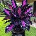 Purple Tip Calathea Flower Seeds: Indoor/outdoor Houseplant - 25+ Non ...