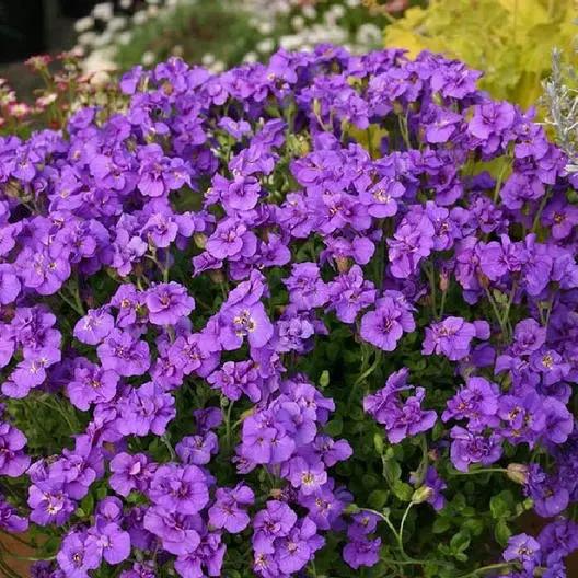 500+ Whitewell Gem Aubrieta Rock Cress Seeds, Groundcover Perennial Non ...