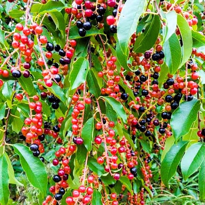 Black Cherry Tree Seeds Prunus Serotina Fast Growing Fall Flower Plant ...