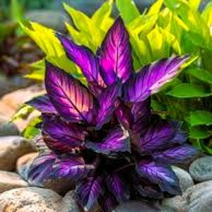 Purple Tip Calathea Flower Seeds: Indoor/outdoor Houseplant - 25+ Non ...