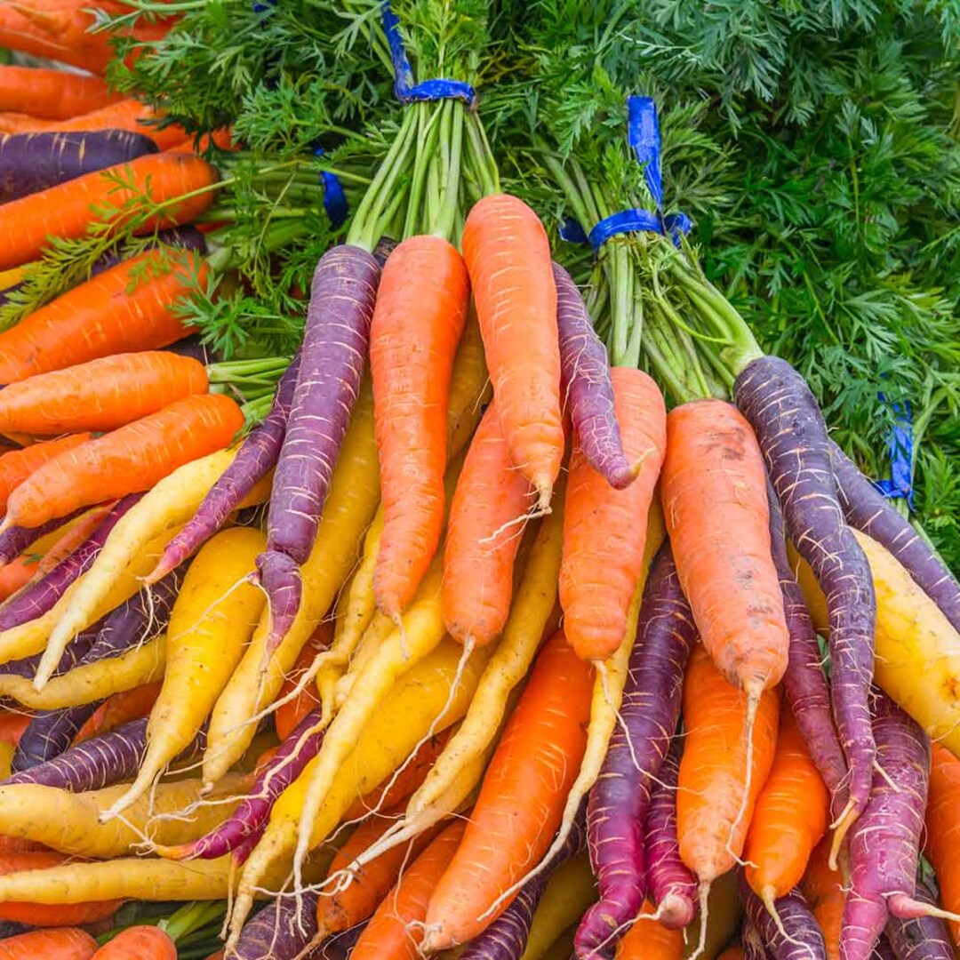 300 Seeds Rainbow Carrot Blend Mix Pack, Colorful Seeds, NON-GMO Carrot ...