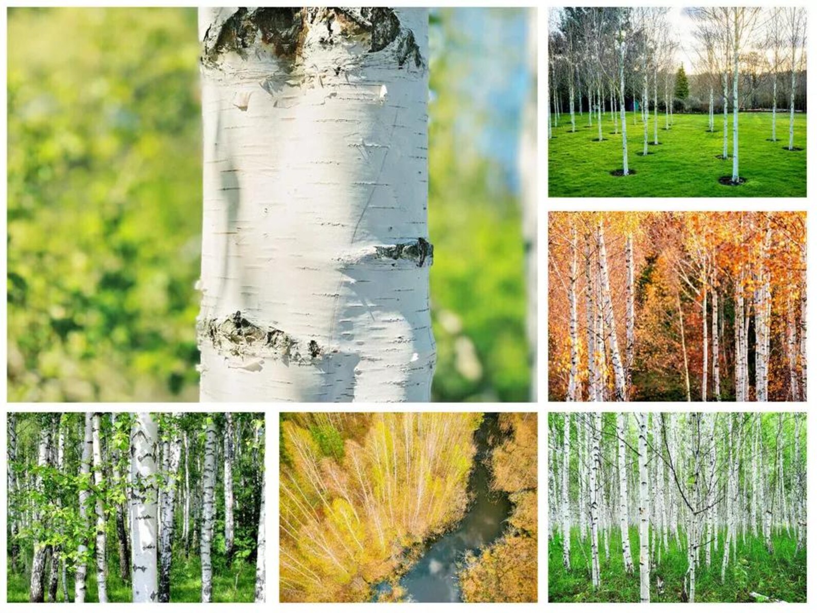 White Paper Birch Tree Seeds: Fast-growing Ornamental Tree - Etsy