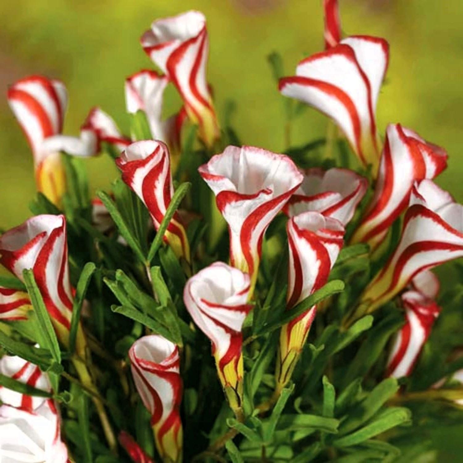 Candy Cane Sorrel Oxalis Versicolor Seeds, Edible Flower Seeds - Etsy