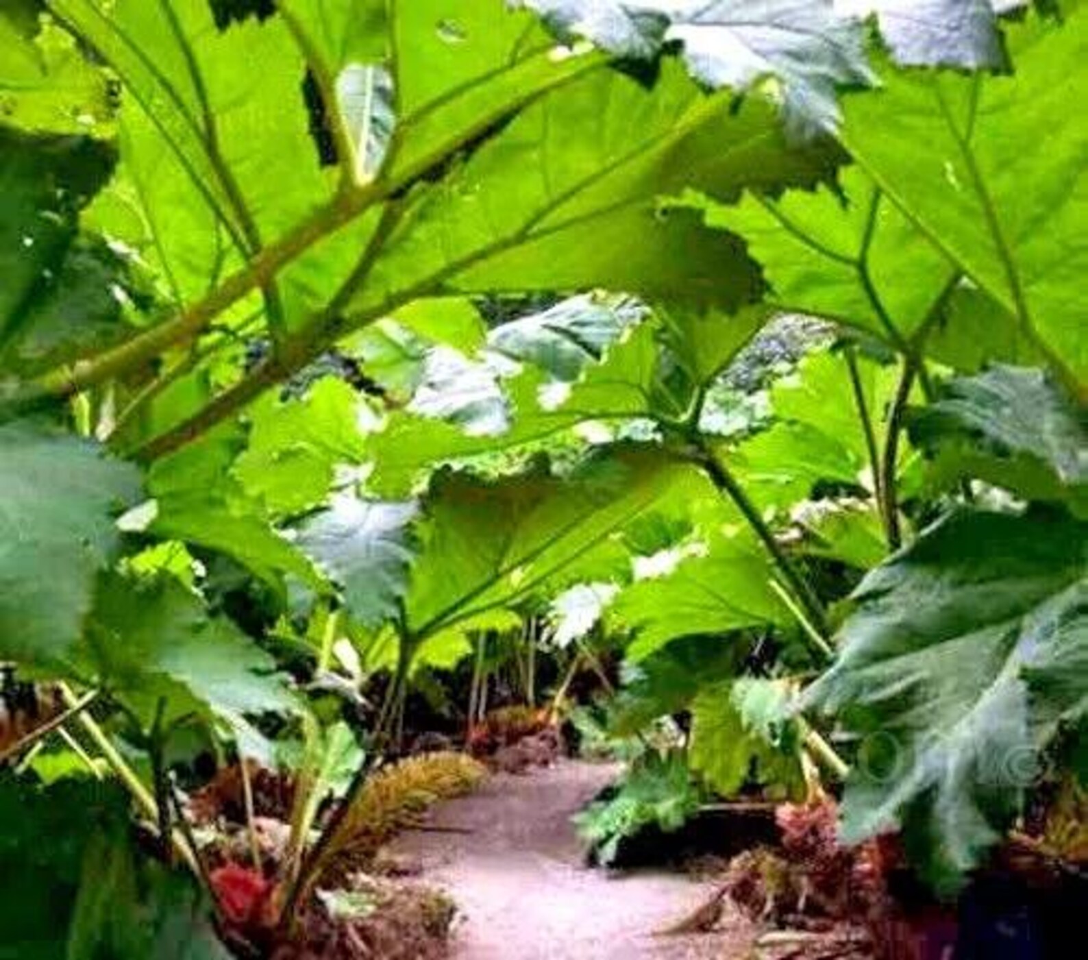 25 Gunnera Manicata Seeds "dinosaur Food" Exotic Flower Plant, Giant ...