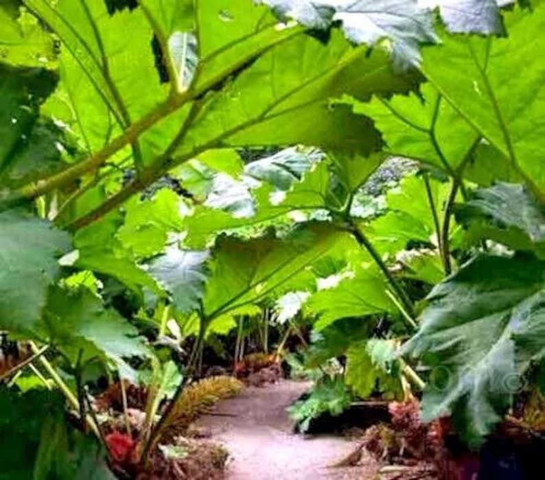 25 Gunnera Manicata Seeds "dinosaur Food" Exotic Flower Plant, Giant ...