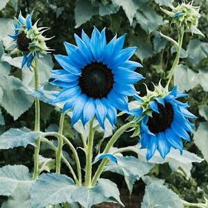 35+ Blue Sunflower Seeds Pack, Rare Flower Bonsai, Colorful Garden ...