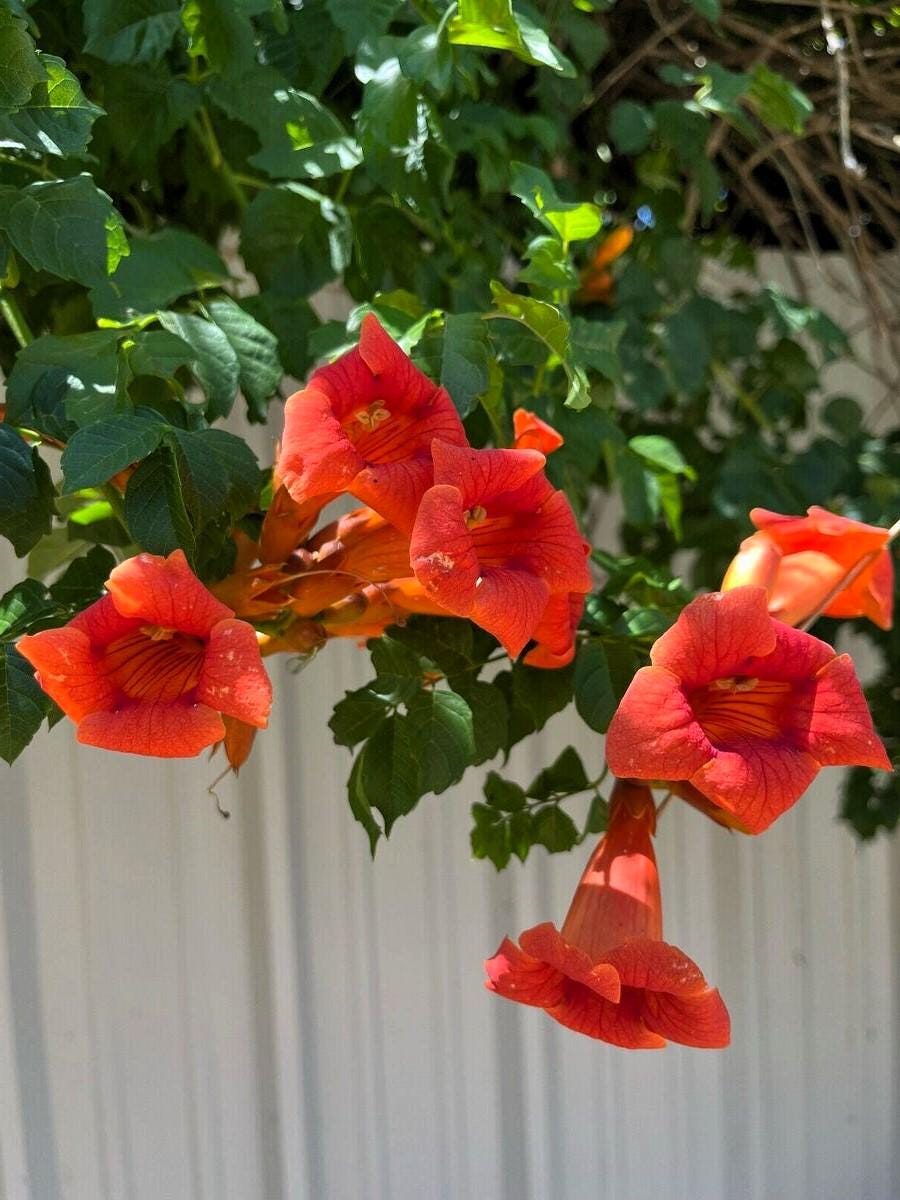 100+ Flower Vine Seeds, Perennial Trumpet Creeper, Campsis Radicans ...