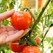 Organic Rosso Sicilian Tomato Seeds, Heirloom Variety, Non-gmo ...