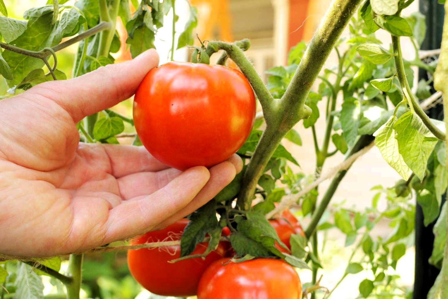 Organic Rosso Sicilian Tomato Seeds, Heirloom Variety, Non-gmo ...