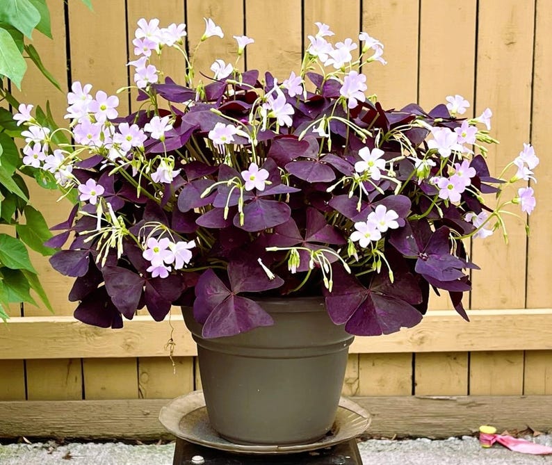 Purple Shamrocks Bulbs, Oxalis Bulbs for Planting, Good Luck Plant ...