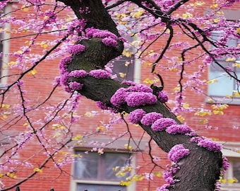 20+ Cercis Siliquastrum Judas Tree Seeds Mediterranean Redbud Flower Plant Seeds - Etsy