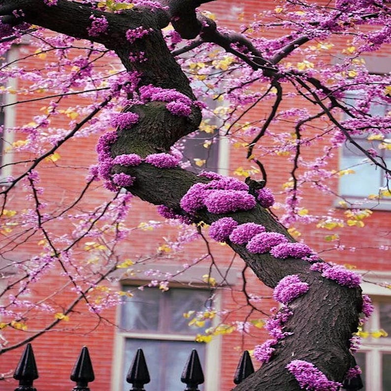 20+ Cercis Siliquastrum Judas Tree Seeds Mediterranean Redbud Flower ...