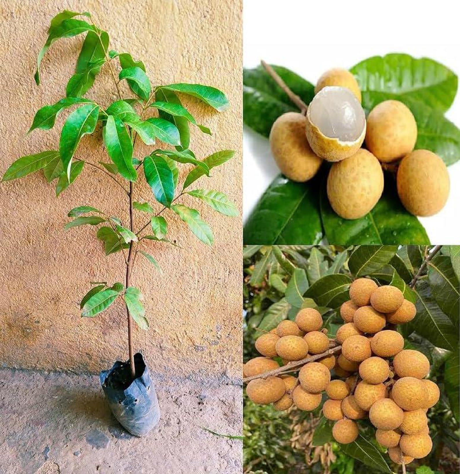 Dragon Eye Longan Seeds: Sweet Exotic Fruit, Tropical Garden Kit - Etsy