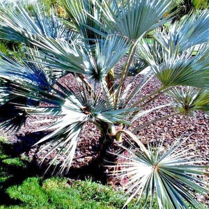 Mexican Blue Fan Palm Tree Seeds: Cold Hardy Tropical Plant - Etsy