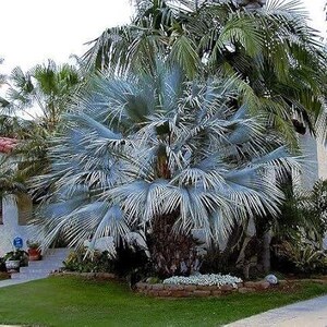 Mexican Blue Fan Palm Tree Seeds: Cold Hardy Tropical Plant - Etsy