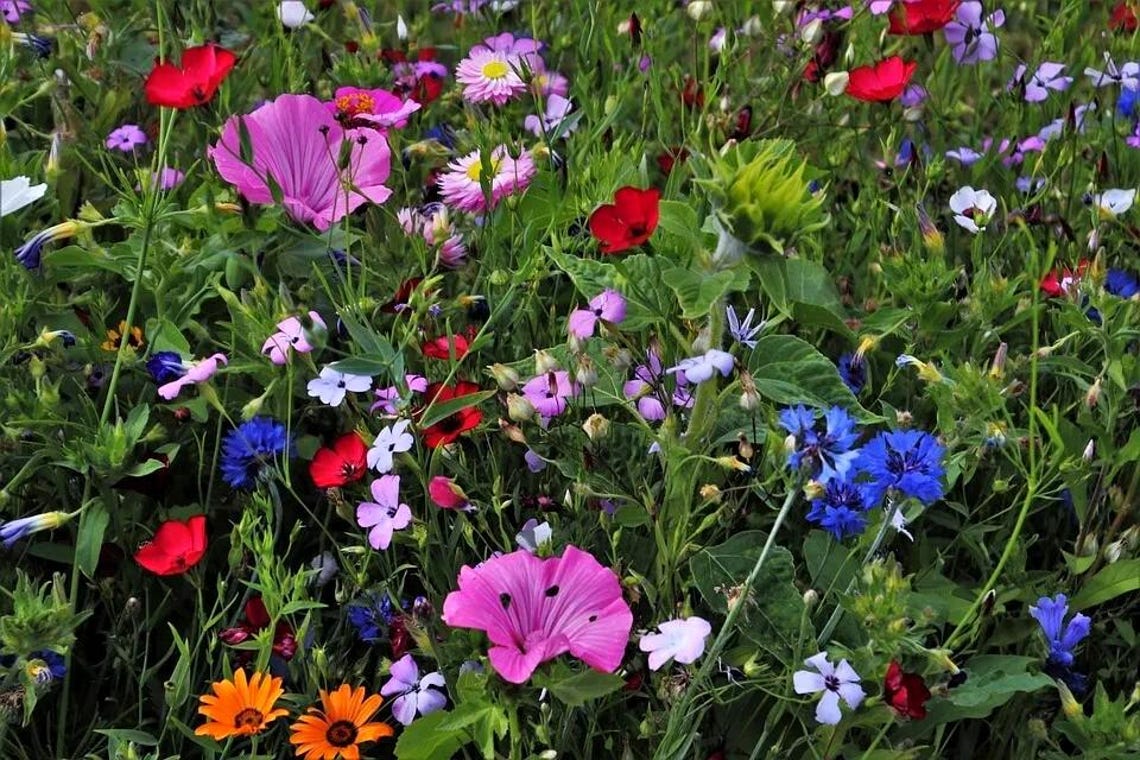 1200+ All Perennial Wild Flower Mix Seeds, Heirloom Garden Seeds - Etsy