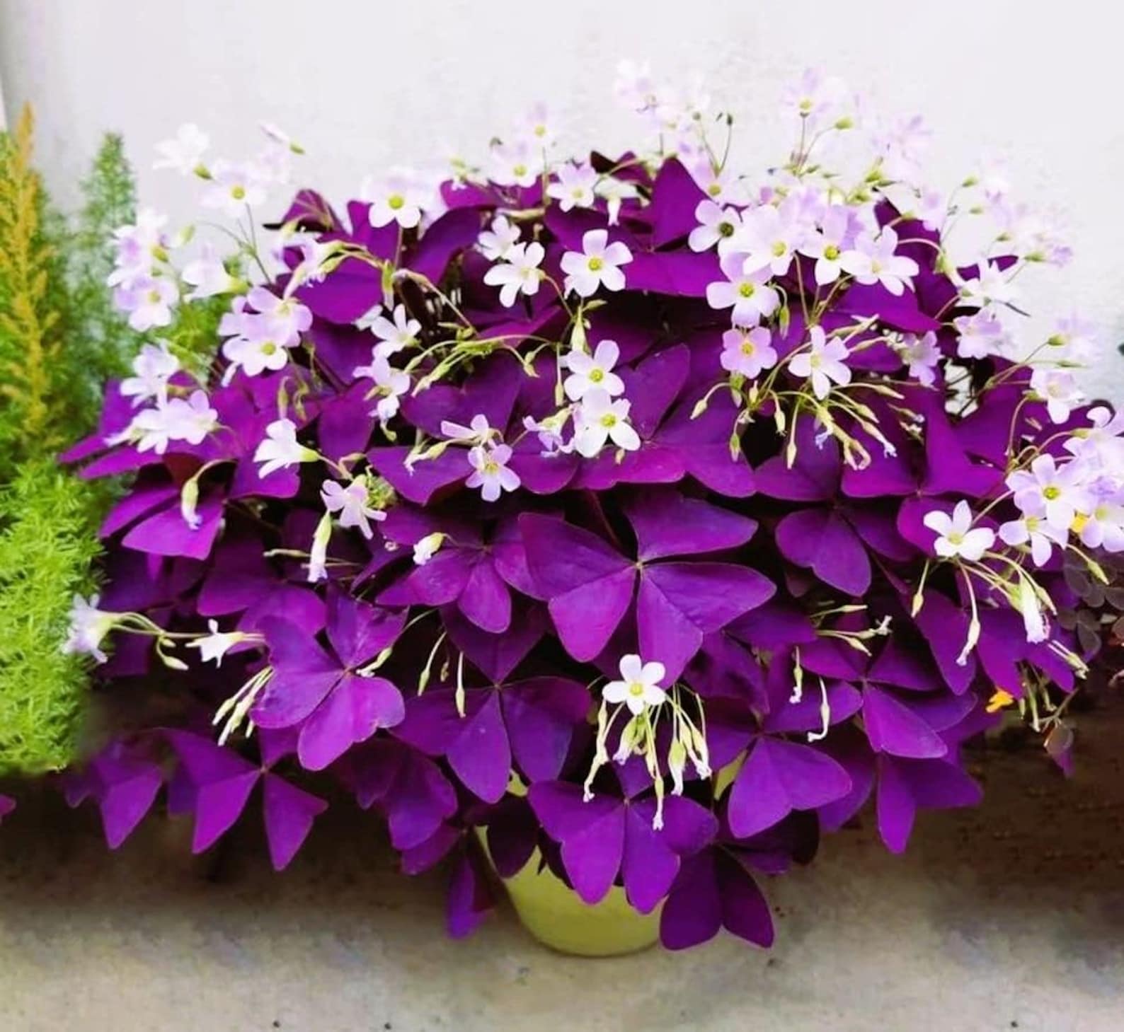 Purple Shamrocks Bulbs, Oxalis Bulbs for Planting, Good Luck Plant ...