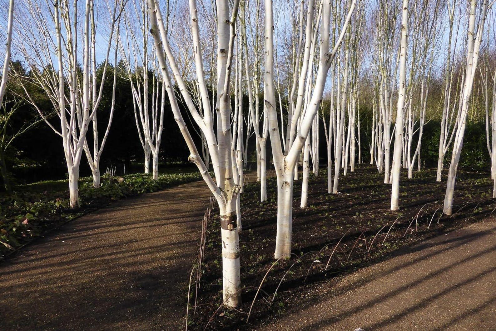 White Paper Birch Tree Seeds: Fast-growing Ornamental Tree - Etsy