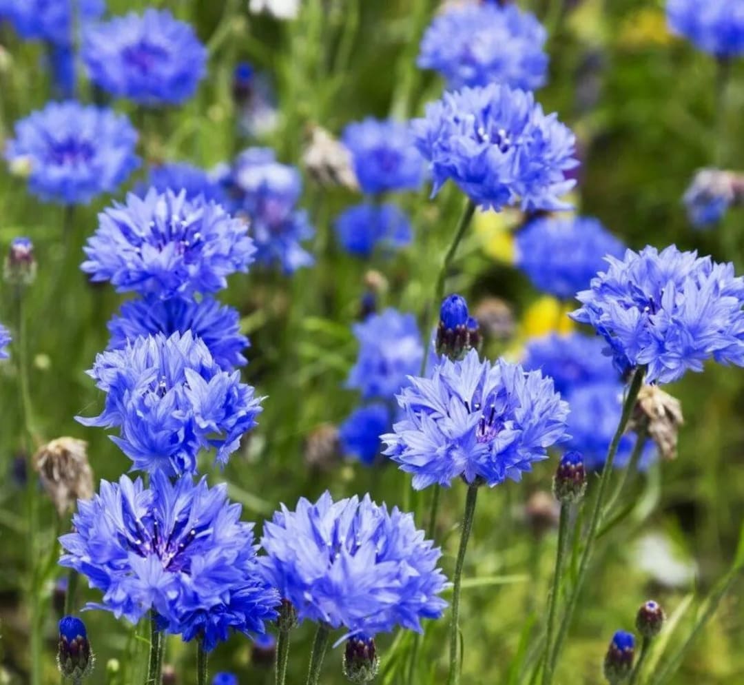 Dwarf Blue Cornflower Seeds: Wildflower Garden Mix - Etsy